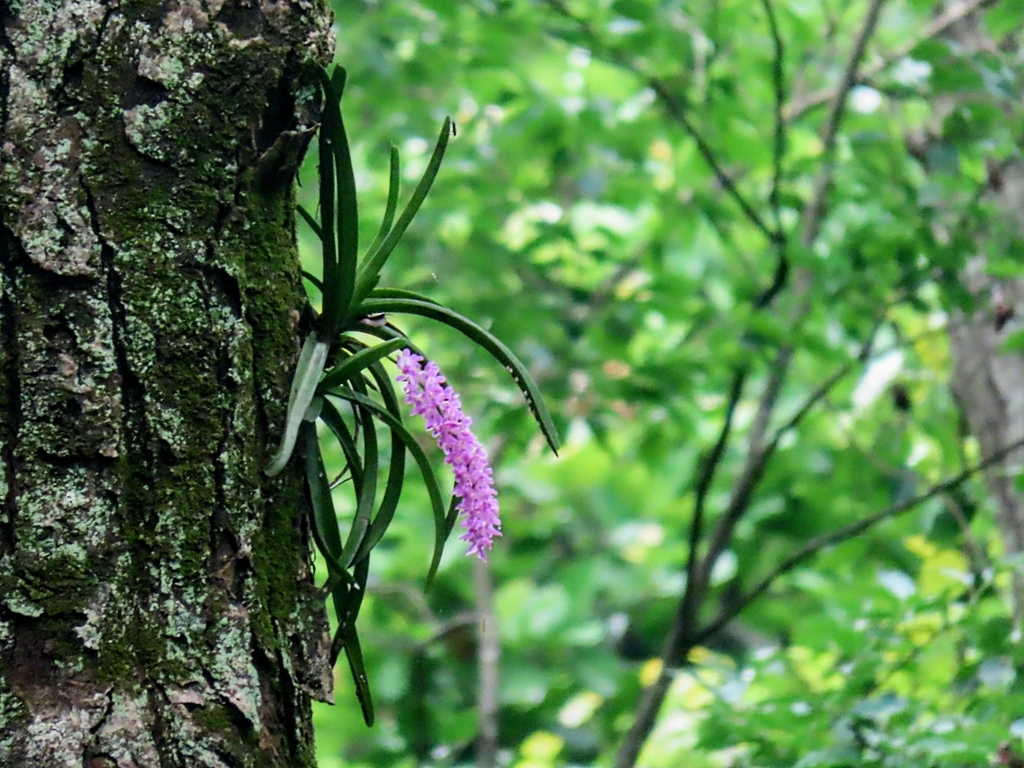 Vanda Alliance Orchids from 7X76+RH9, Ashkrodi, Uttarakhand 248002 ...
