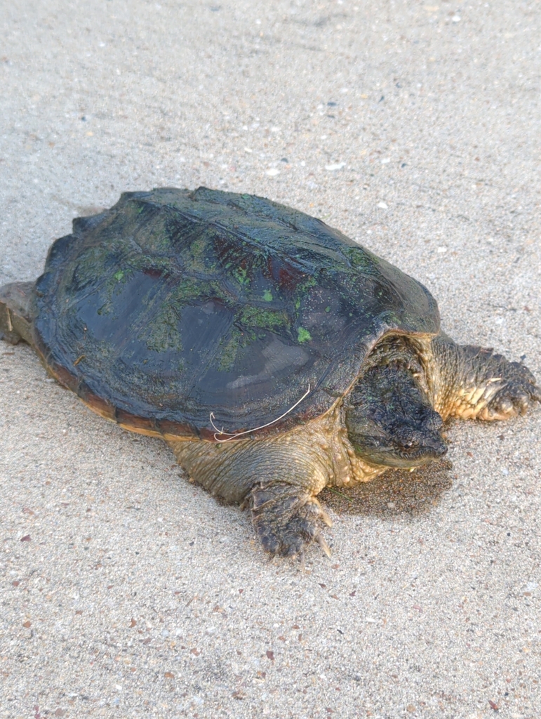 Common Snapping Turtle from Bryan, TX 77807, USA on July 7, 2024 at 07: ...