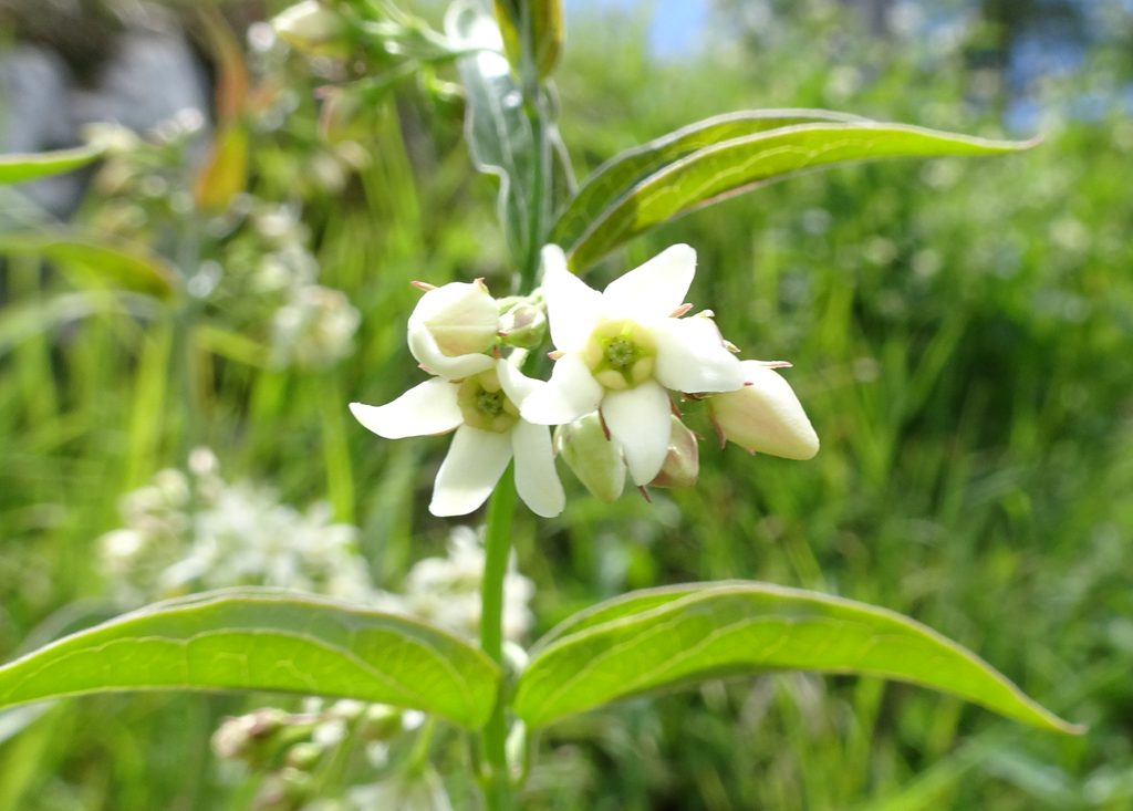 Swallow-wort from Kreuzkogel on June 17, 2016 by kybelum · iNaturalist