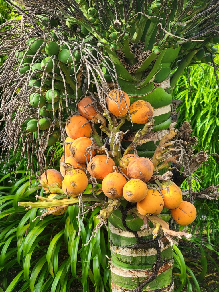 Areca Palm from F8Q7+67W, Alajuela Province, La Fortuna, Costa Rica on ...