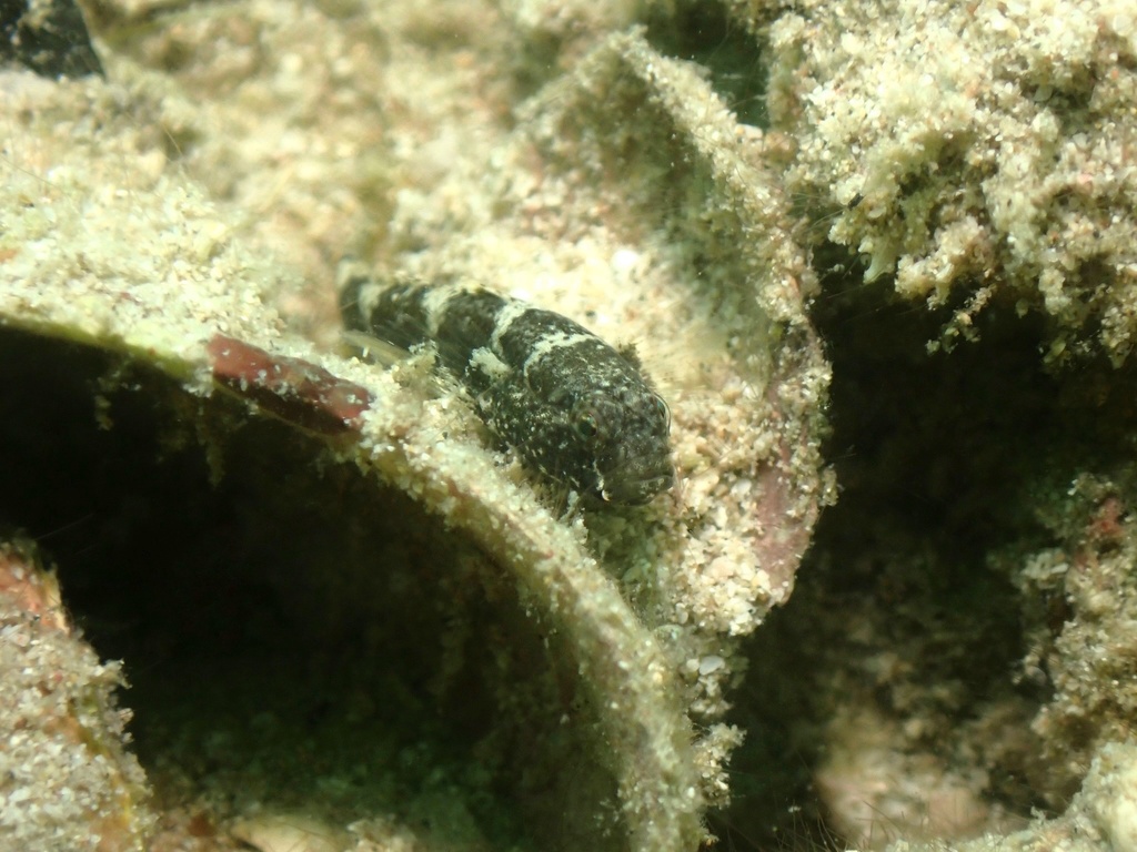 Drombus from Port Shelter, New Territories, HK on July 7, 2024 at 01:07 ...