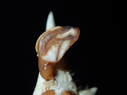 게속살이속 (Octolasmis)