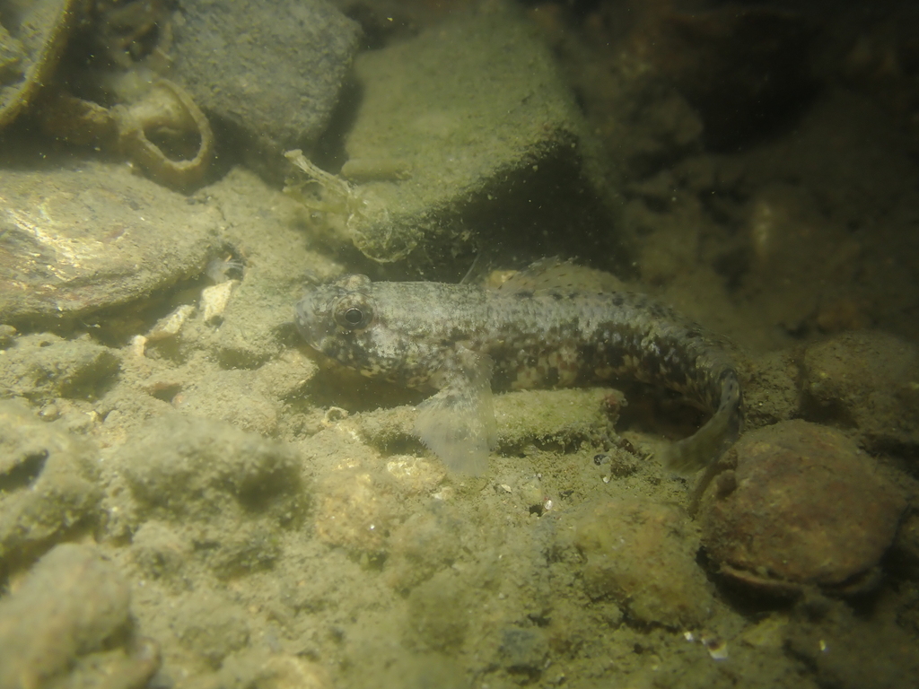 Drombus in July 2024 by C.H.Leung · iNaturalist