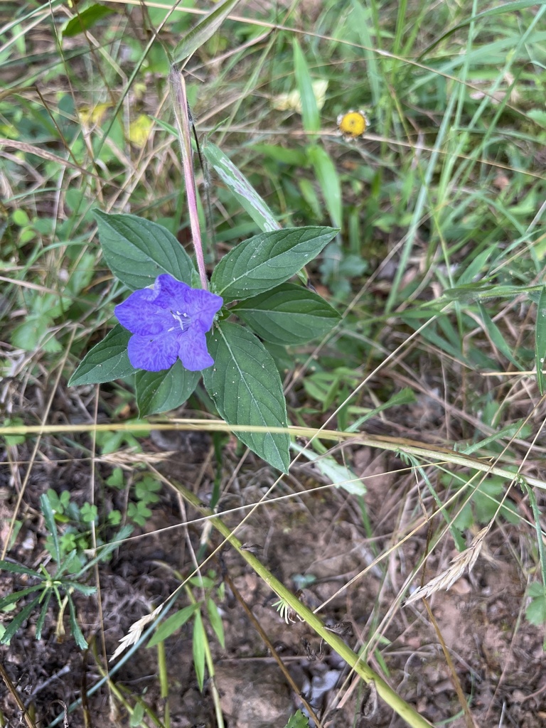 Carolina ruellia from Hume Rd, Hume, VA, US on July 7, 2024 at 08:24 AM ...