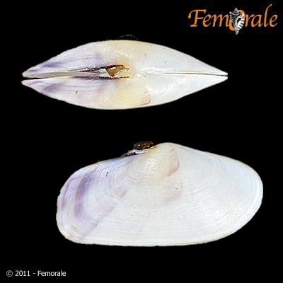 Elongate Sunset Clam (Gari elongata) · iNaturalist United Kingdom