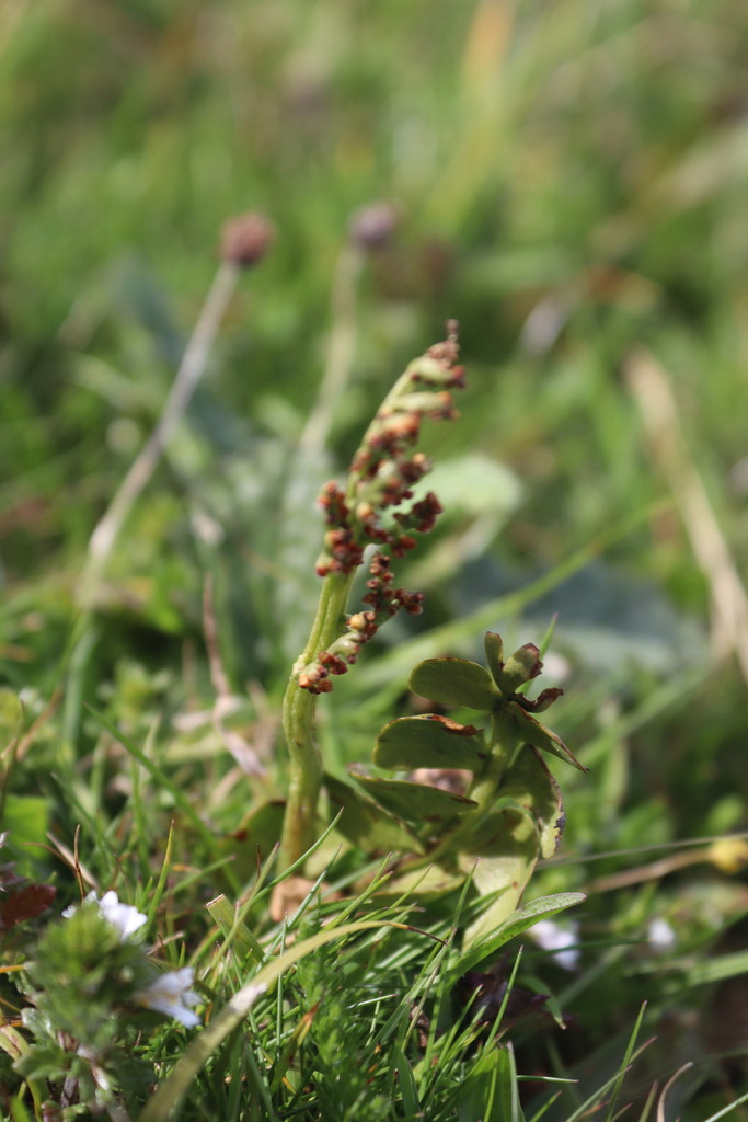 common moonwort from Derbyshire, UK on July 6, 2024 at 05:49 PM by ...