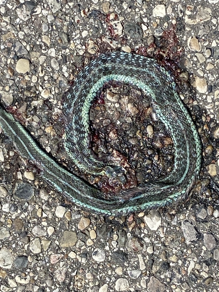 Common Garter Snake from 4 Mile Rd NE, Grand Rapids, MI, US on July 6 ...