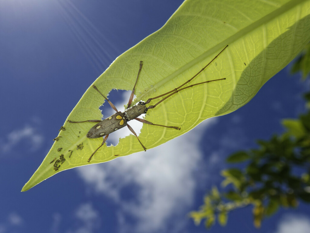 Olenecamptus taiwanus in July 2024 by Zuiko Nakaji · iNaturalist