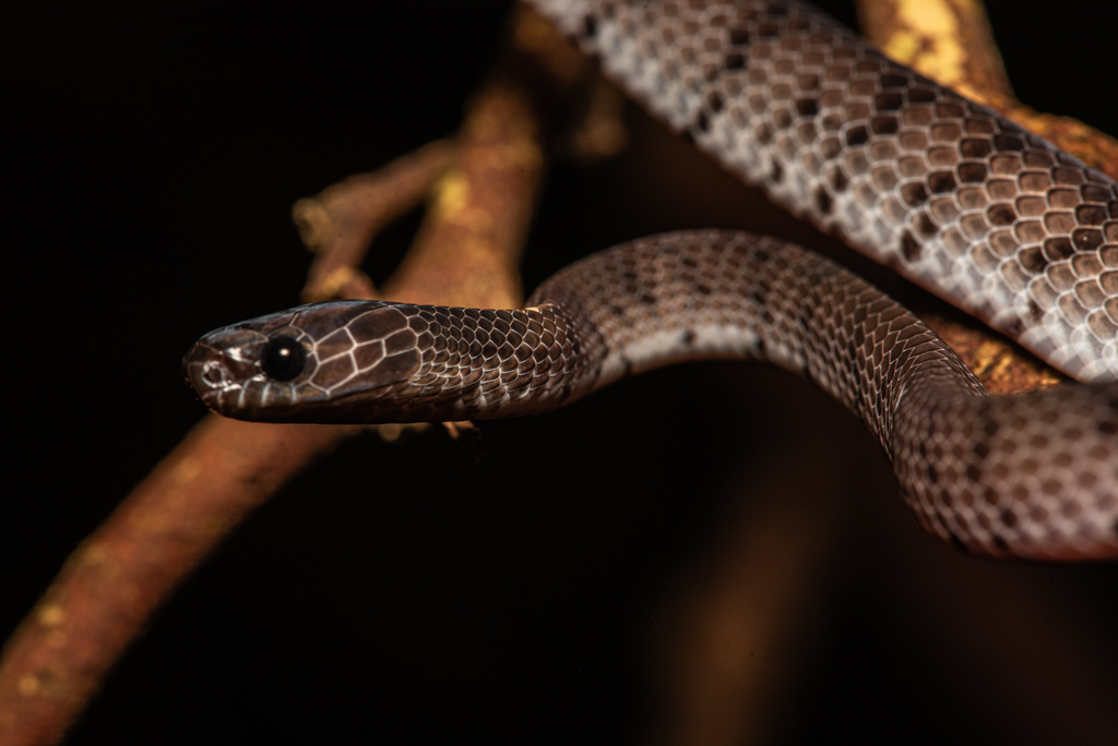 Smooth Slug Snake in July 2024 by Bob Zakaria · iNaturalist