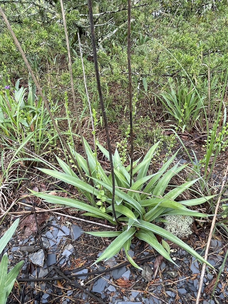 Eastern False Aloe from Baker Creek, Umpire, AR, US on May 14, 2023 at ...