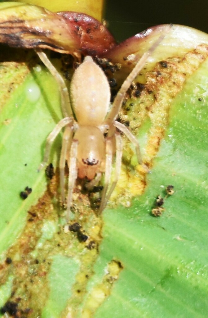 Leafcurling Sac Spiders from Okeechobee County, FL, USA on July 6, 2024 ...