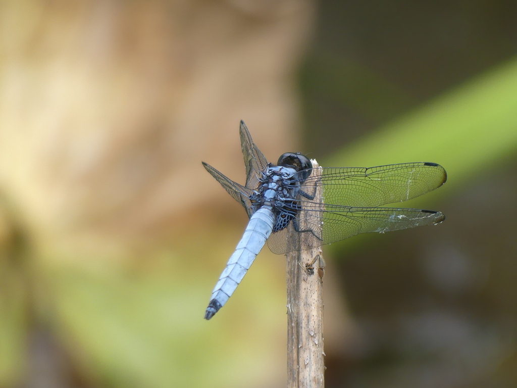 Orthetrum melania melania from Higashiyama Ward, Kyoto, Japan on July 7 ...