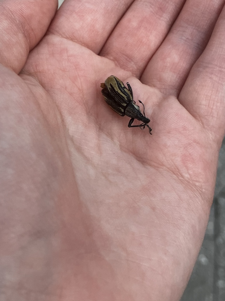 Diaprepes Root Weevil from Ringling College of Art and Design, Sarasota ...