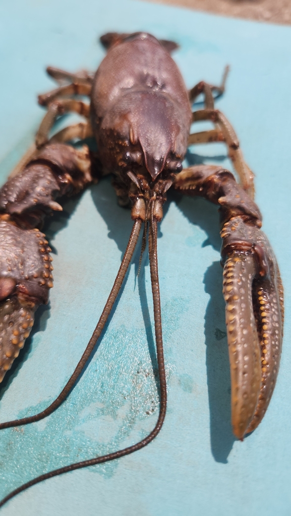Big Water Crayfish from Trent Hills, ON, Canada on July 7, 2024 at 12: ...