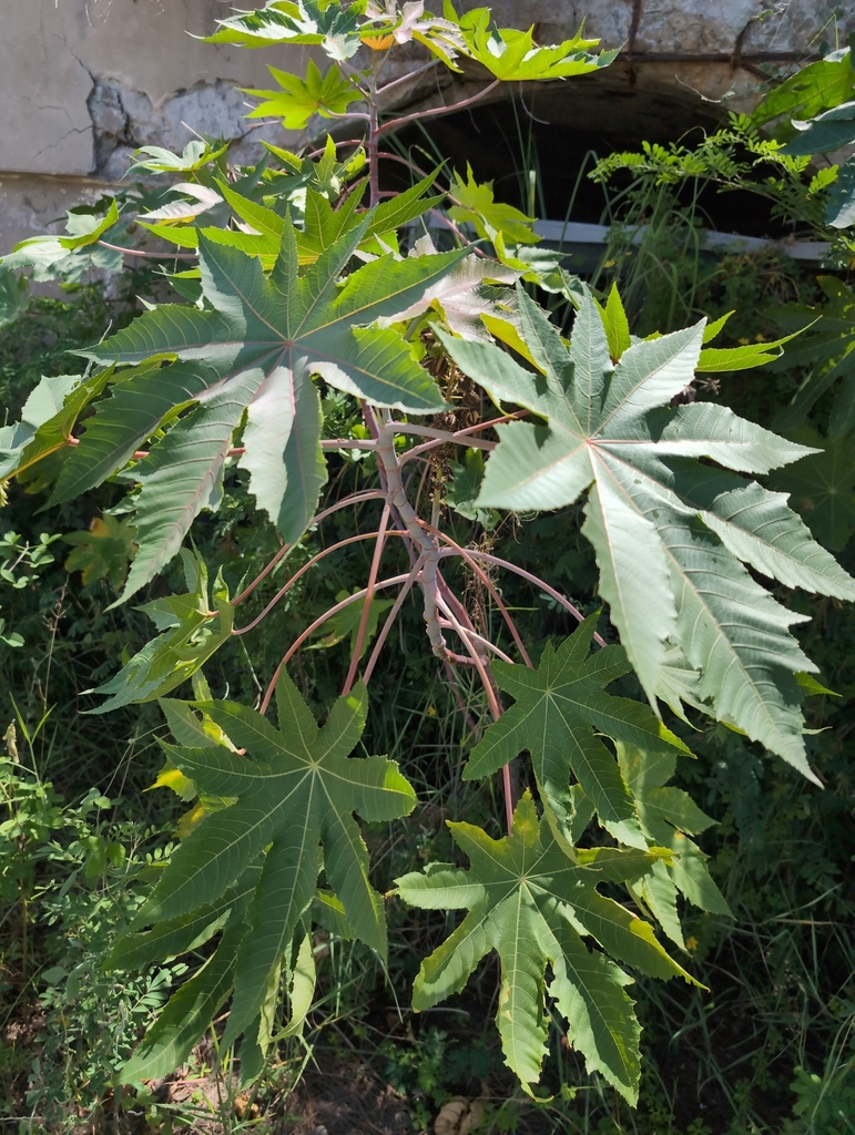castor bean from Saint Anthon, MS on July 7, 2024 at 10:32 AM by ...