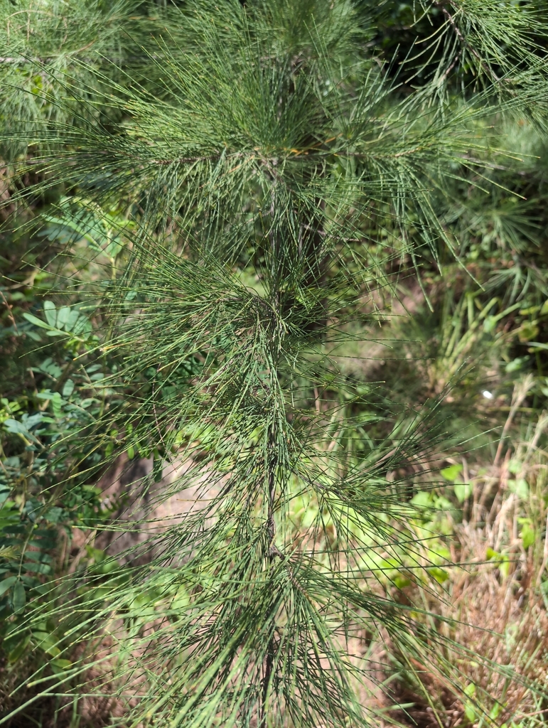 Beach Sheoak from Saint Anthon, MS on July 7, 2024 at 10:46 AM by ...