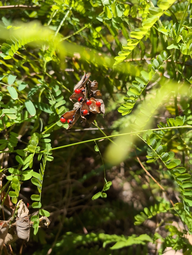 rosary pea from Saint Anthon, MS on July 7, 2024 at 11:18 AM by Quentin ...