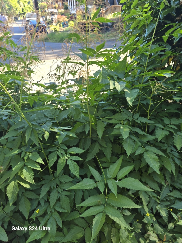Goatsbeard from Island Station, Milwaukie, OR, USA on July 7, 2024 at ...
