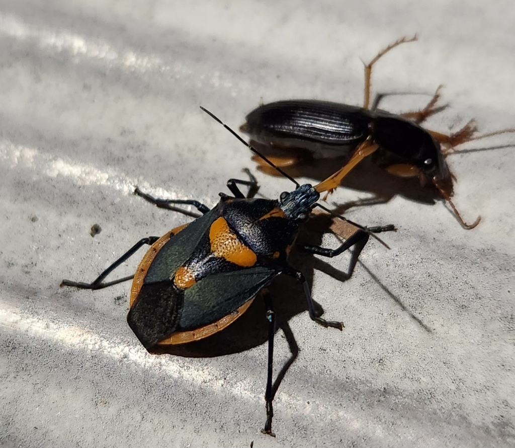 Florida Predatory Stink Bug from Virginia Beach, VA 23456, USA on July ...