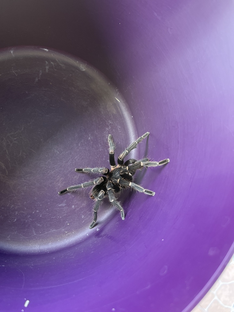 Costa Rican Striped-knee Tarantula from Turrubares, San Jose, CR on ...