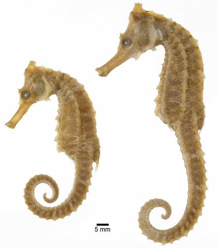 Giant Seahorse (Seahorses of the World) · iNaturalist