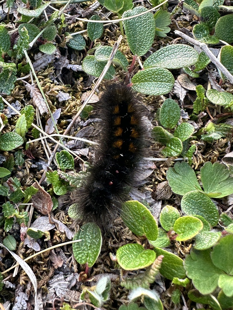Ross' Tussock Moth from Burwash Landing, YT, CA on June 28, 2024 at 01: ...