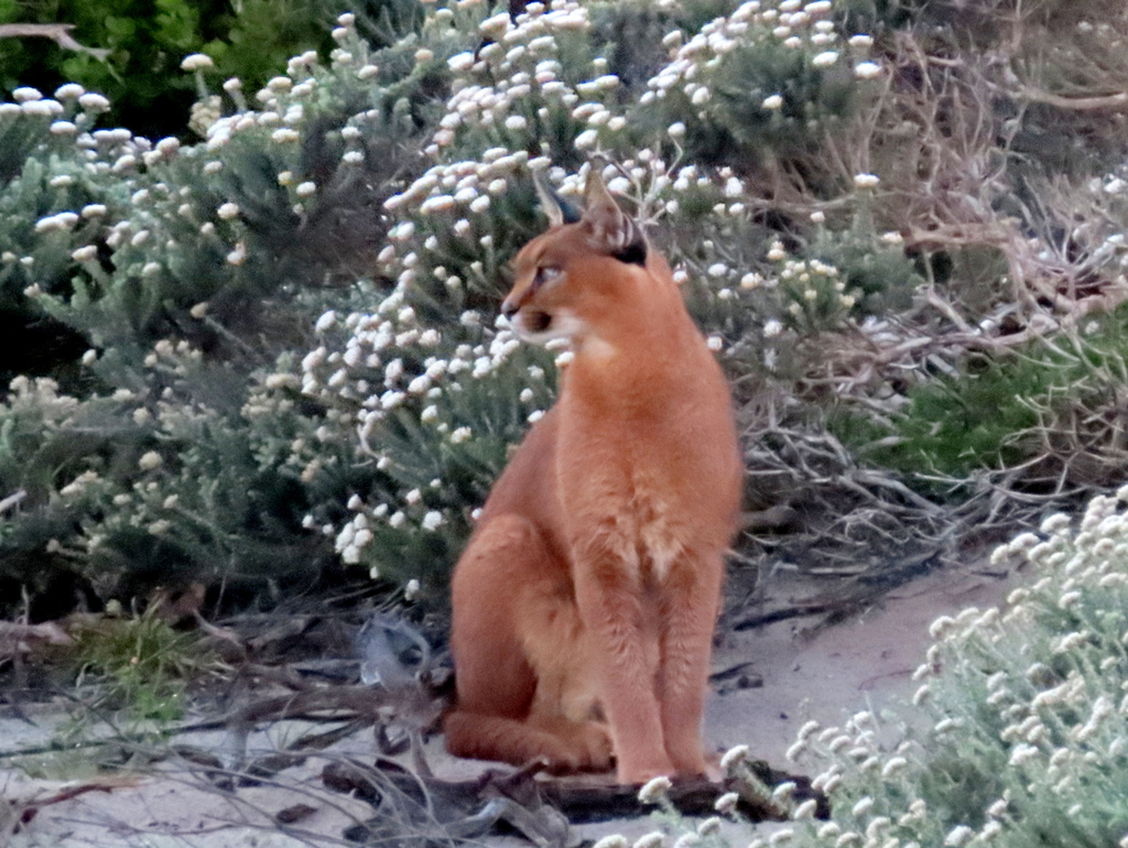 Southern and Eastern African Caracal from Cape of Good Hope Nature ...