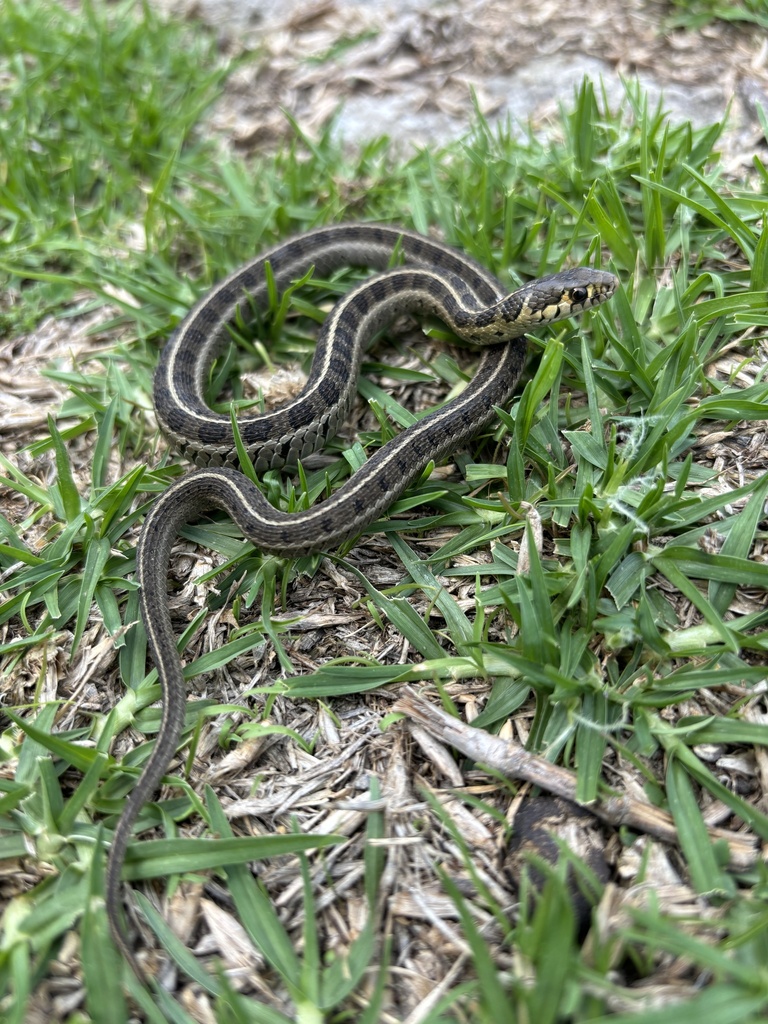 Short-tail Alpine Garter Snake from Toluca de Lerdo, Edo. Méx., MX on ...