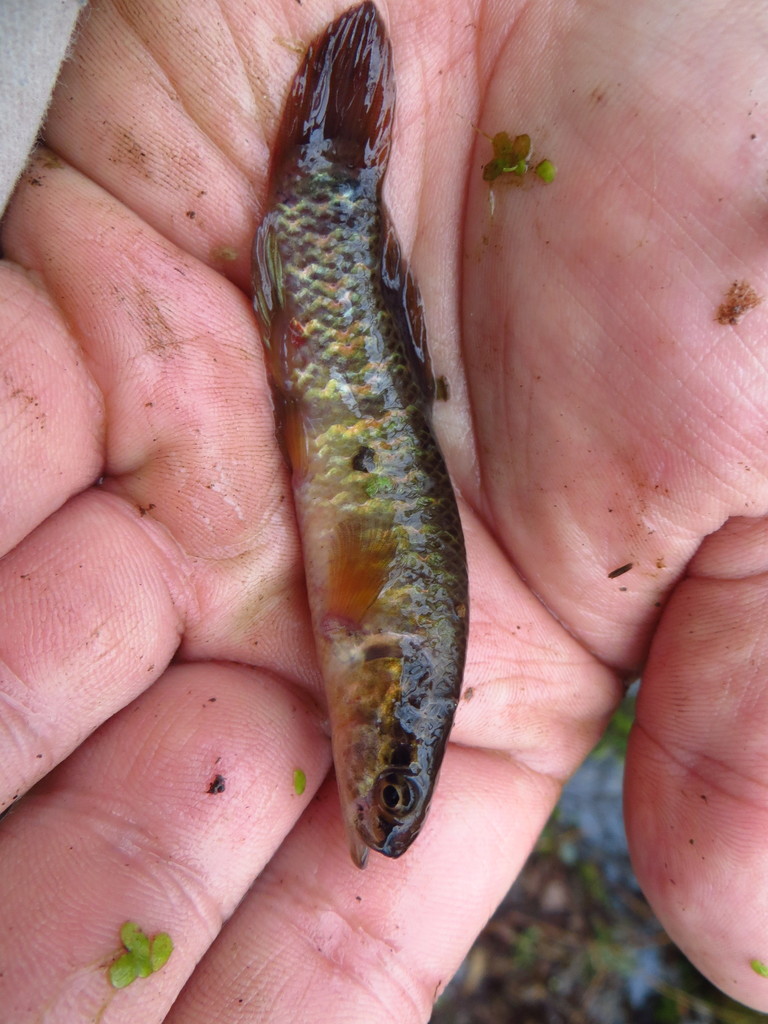 Central Mudminnow (SD Fish Passage Guide ) · iNaturalist