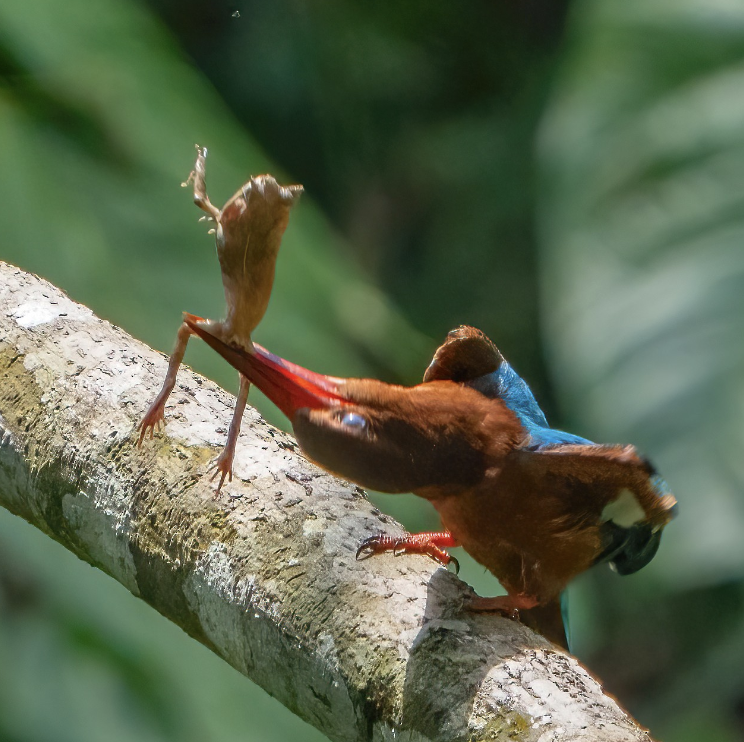 Mindanao Horned Frog in October 2023 by kevinpearce. Being eaten by ...