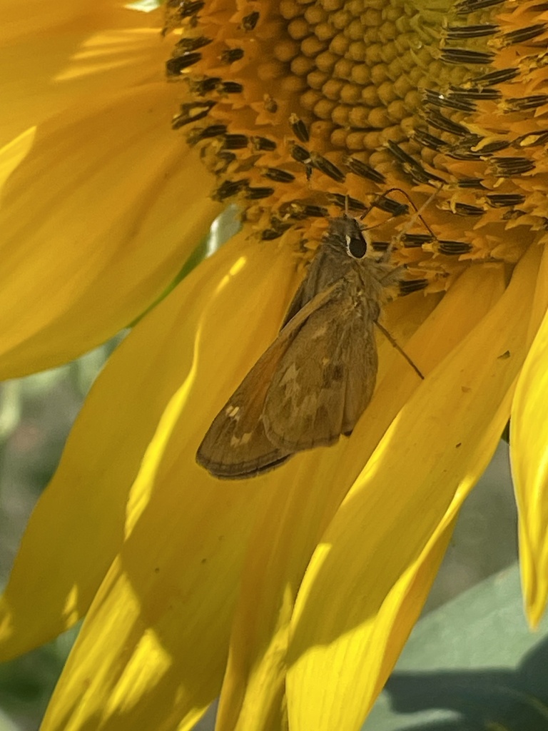 Huron Sachem from Kratz Rd, Collegeville, PA, US on July 7, 2024 at 02: ...