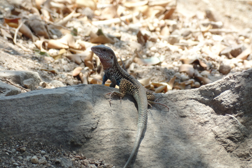 Aspidoscelis costatus huico from Cerro de la Cruz, Tepic, Nayarit on ...