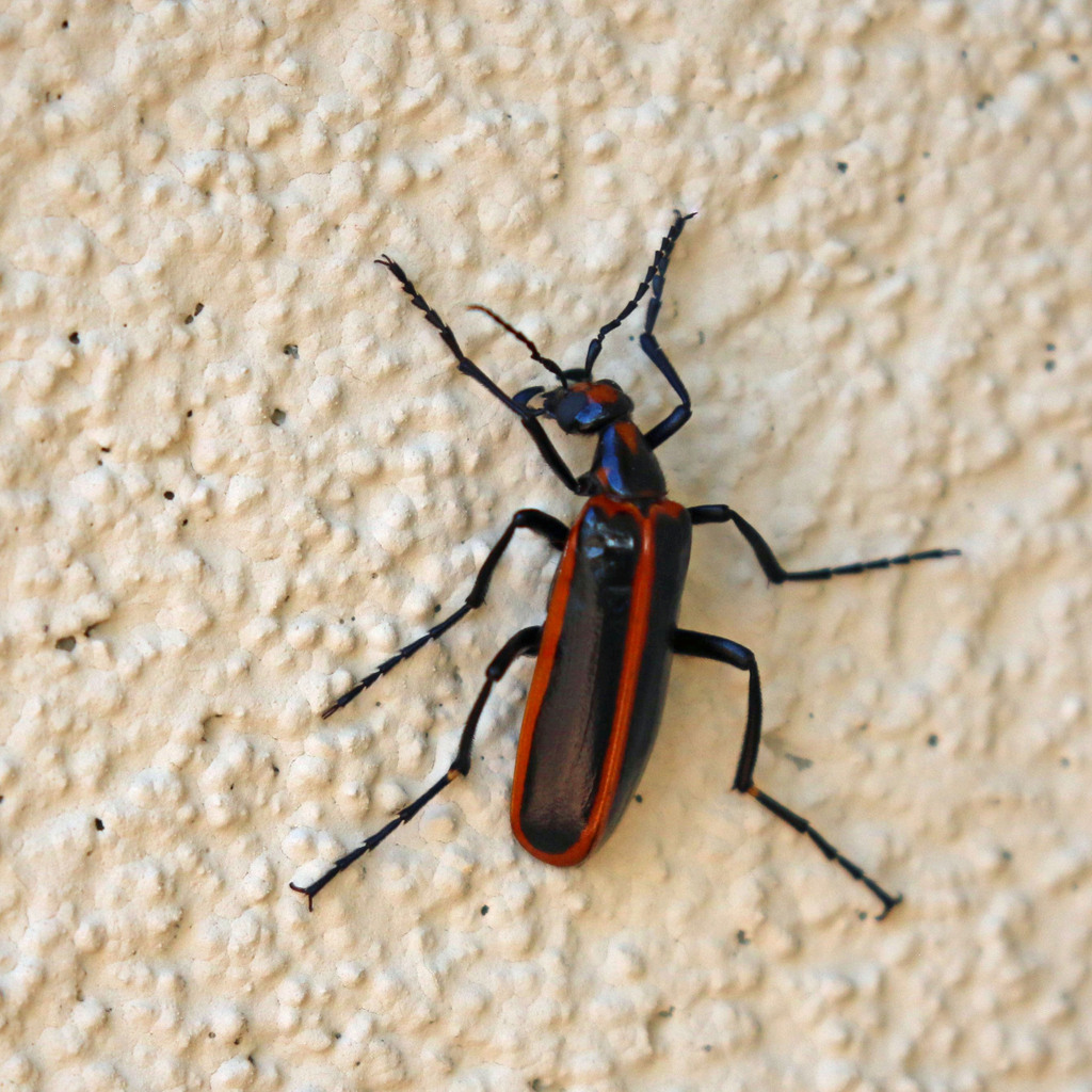Southwestern Red-lined Blister Beetle from Canoa Ranch, AZ, USA on July ...