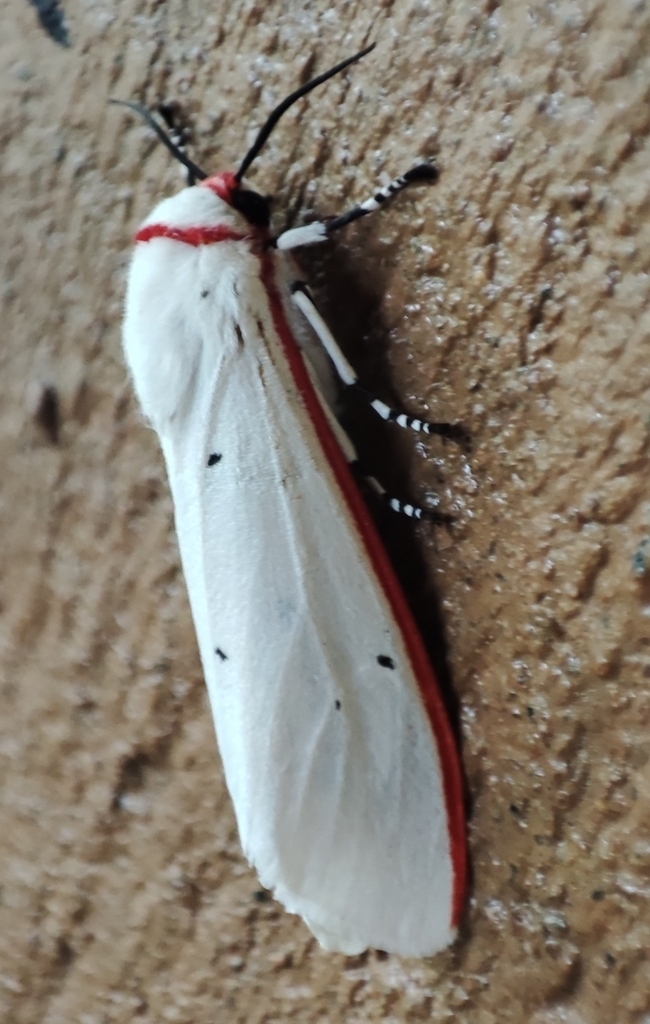 Red Costate Tiger Moth from MM48+6P3, Gumlapuram, Tamil Nadu 635118 ...
