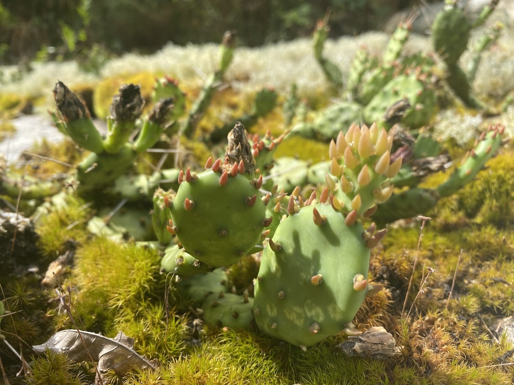 Creeping Cactus from Black Shoals Park, Conyers, GA, US on July 7, 2024 ...