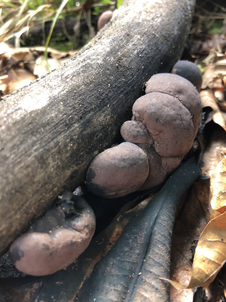 Daldinia from Tona, Tona, Santander, CO on July 7, 2024 at 01:21 PM by ...