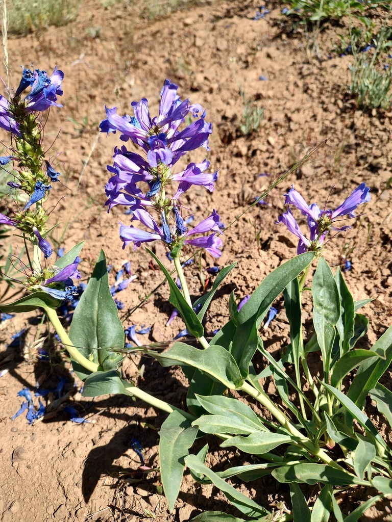 Blue Mountain Beardtongue from Garfield County, WA, USA on July 06 ...