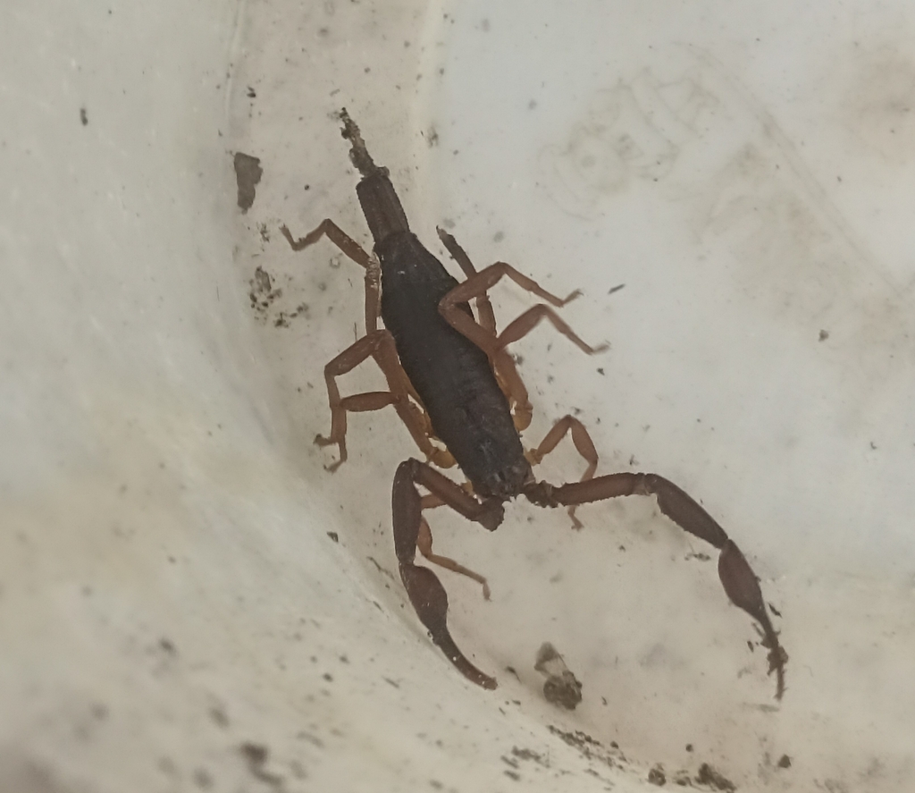 Slender Brown Scorpion from Diana Baja, 93960 Vega de Alatorre, Ver ...