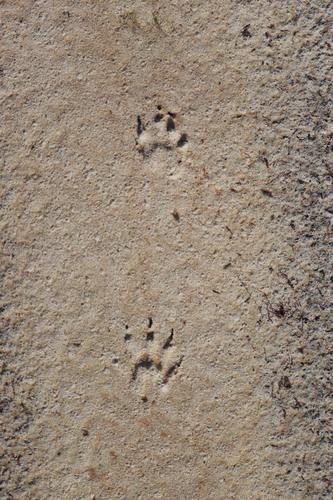 Raccoon Tracks – NatureTracking