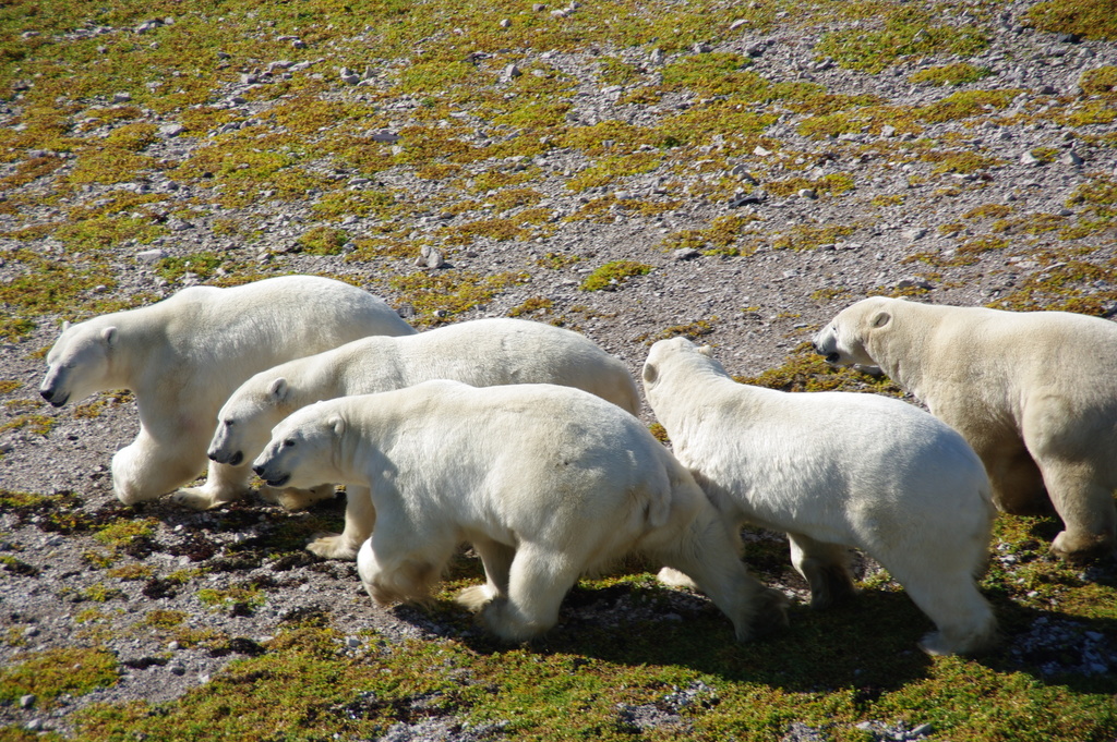 Holarctic Bears (Ursus) - Know Your Mammals