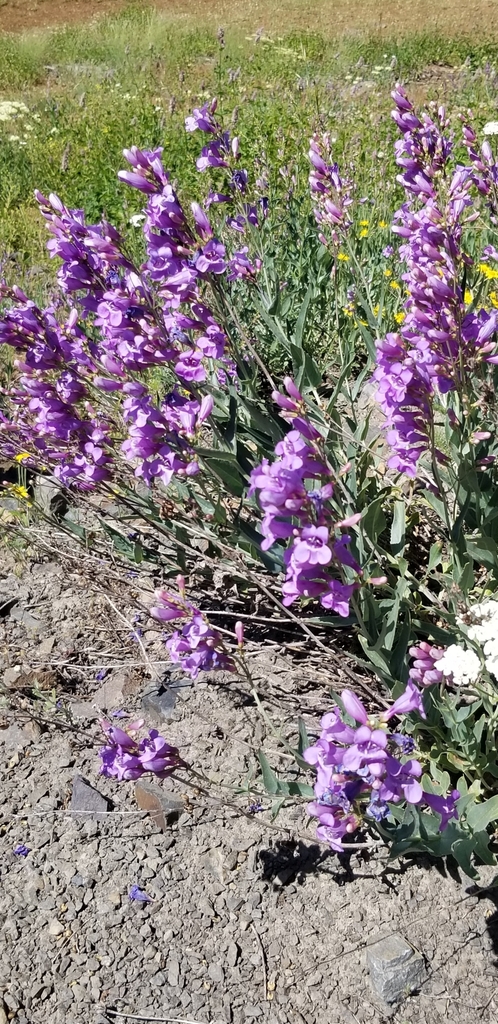 Venus Penstemon from Hells Canyon, OR, USA on July 05, 2024 at 03:24 PM ...