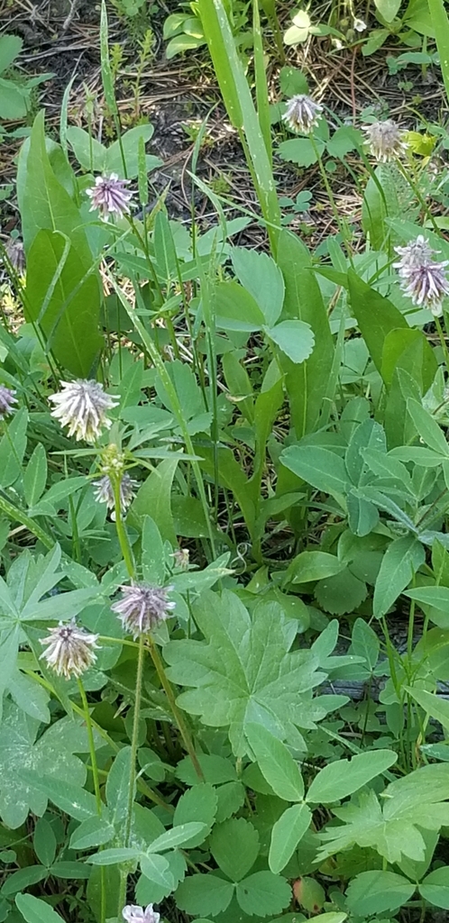 Woollyhead Clover from Hells Canyon, OR, USA on July 6, 2024 at 11:46 ...
