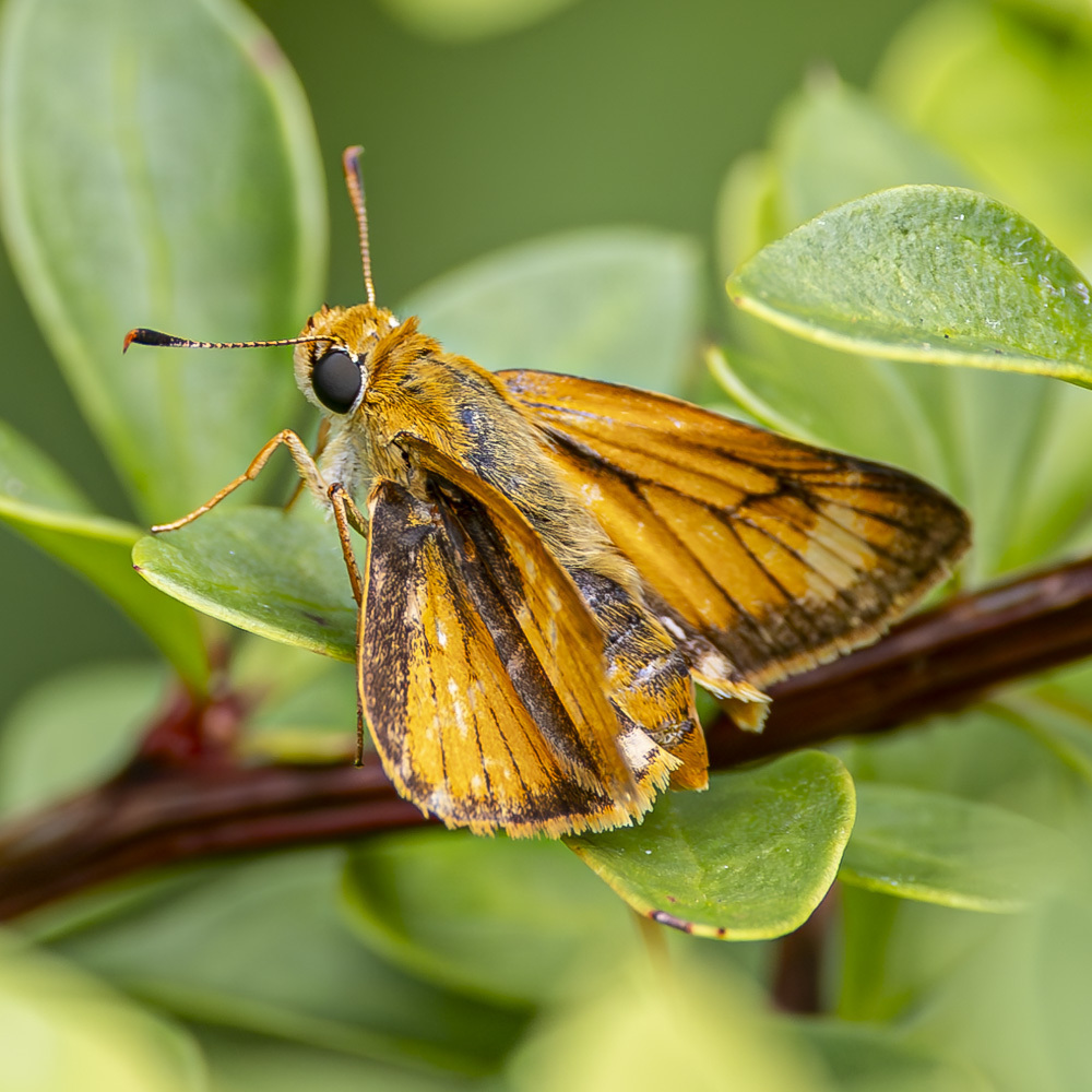 Delaware Skipper from Rockland County, NY, USA on July 5, 2024 at 10:29 ...