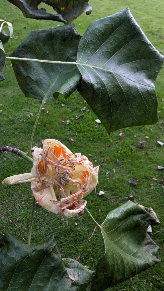 tulip tree from Wath, Ripon HG4, UK on July 7, 2024 at 09:26 PM by ...