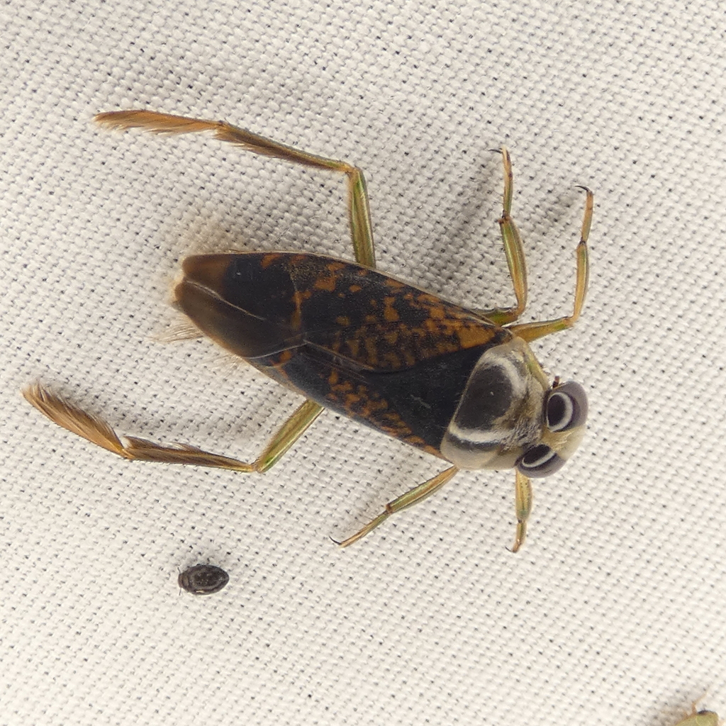 Notonecta irrorata from South Baton Rouge, Baton Rouge, LA, USA on July ...