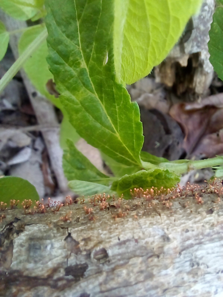 Nectria pseudotrichia from Tecalitlán on July 7, 2024 at 01:58 PM by ...