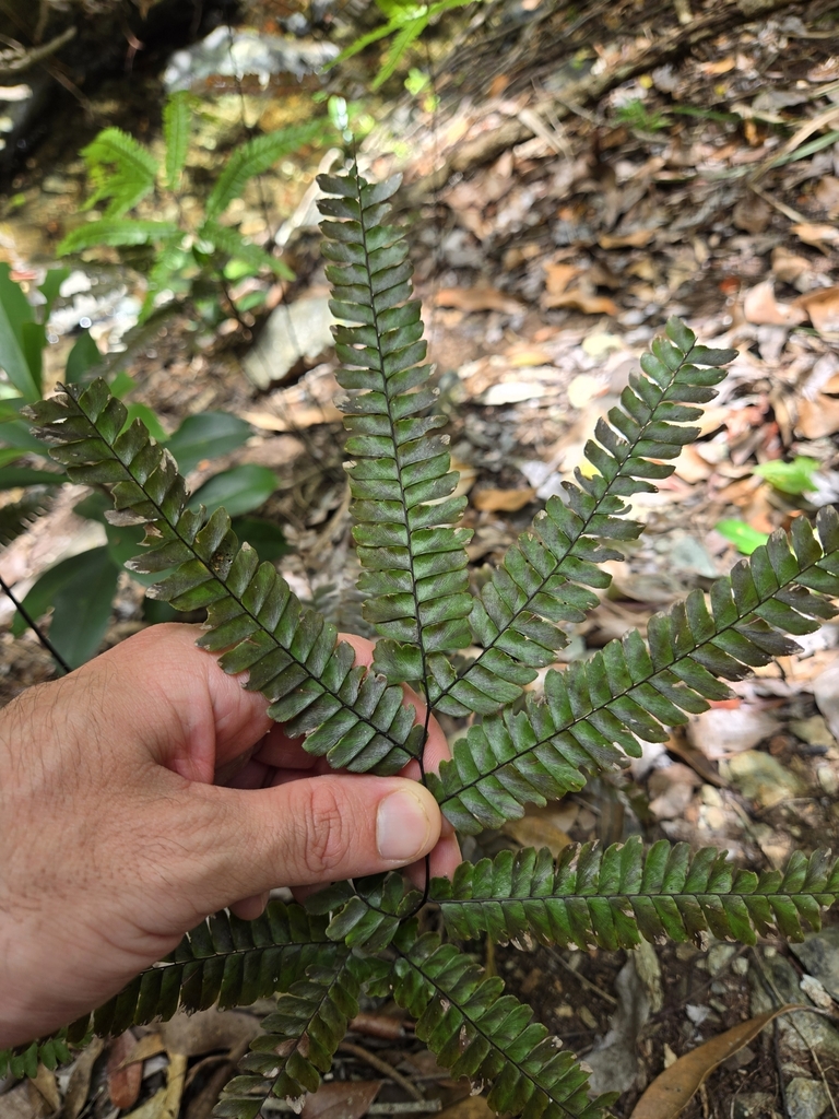 Pyramid Maidenhair from Torre, Sabana Grande 00637, Puerto Rico on July ...