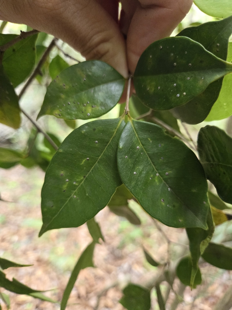 redberry stopper from Torre, Sabana Grande 00637, Puerto Rico on July 7 ...