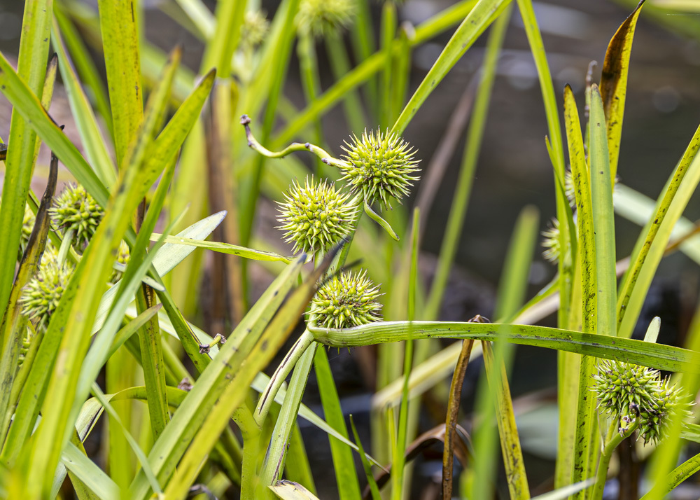 American bur-reed from Rockland County, NY, USA on July 5, 2024 at 10: ...