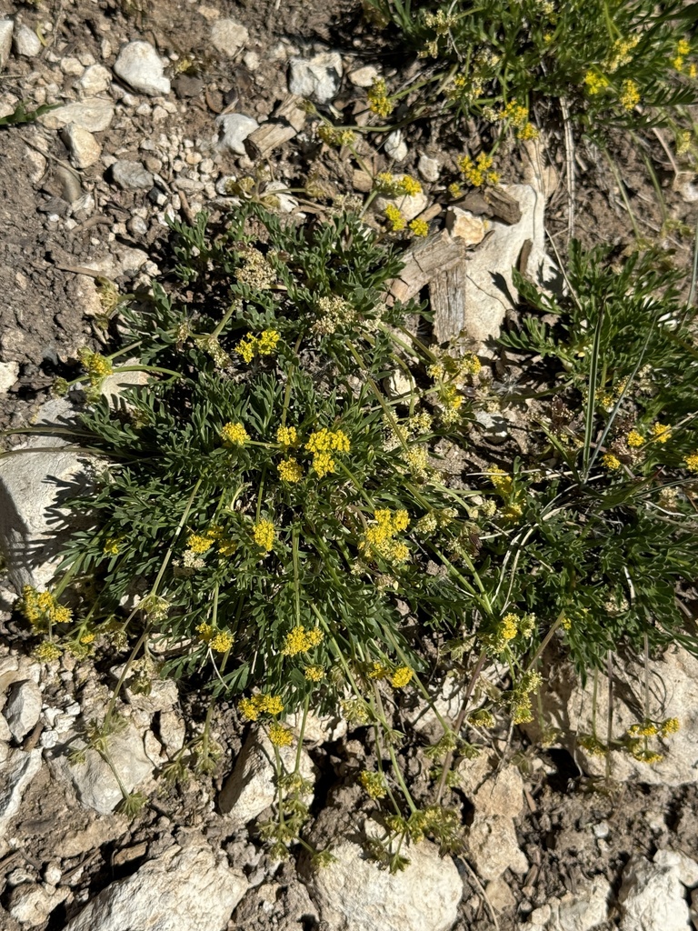 Alpine Oreoxis from Cedar Breaks National Monument, Brian Head, UT, US ...